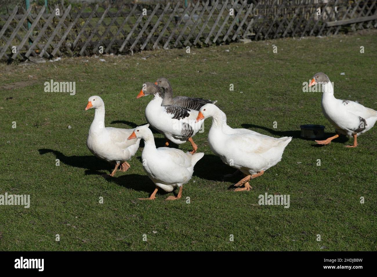 20 geese hi-res stock photography and images - Alamy