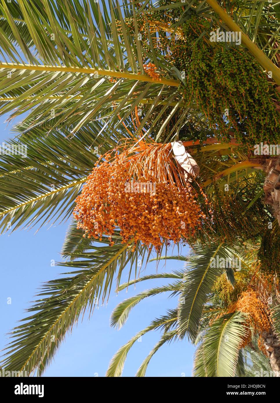 date palm tree, date palm, date palm trees Stock Photo - Alamy date palm tree, date palm, date palm trees Stock Photo - Alamy