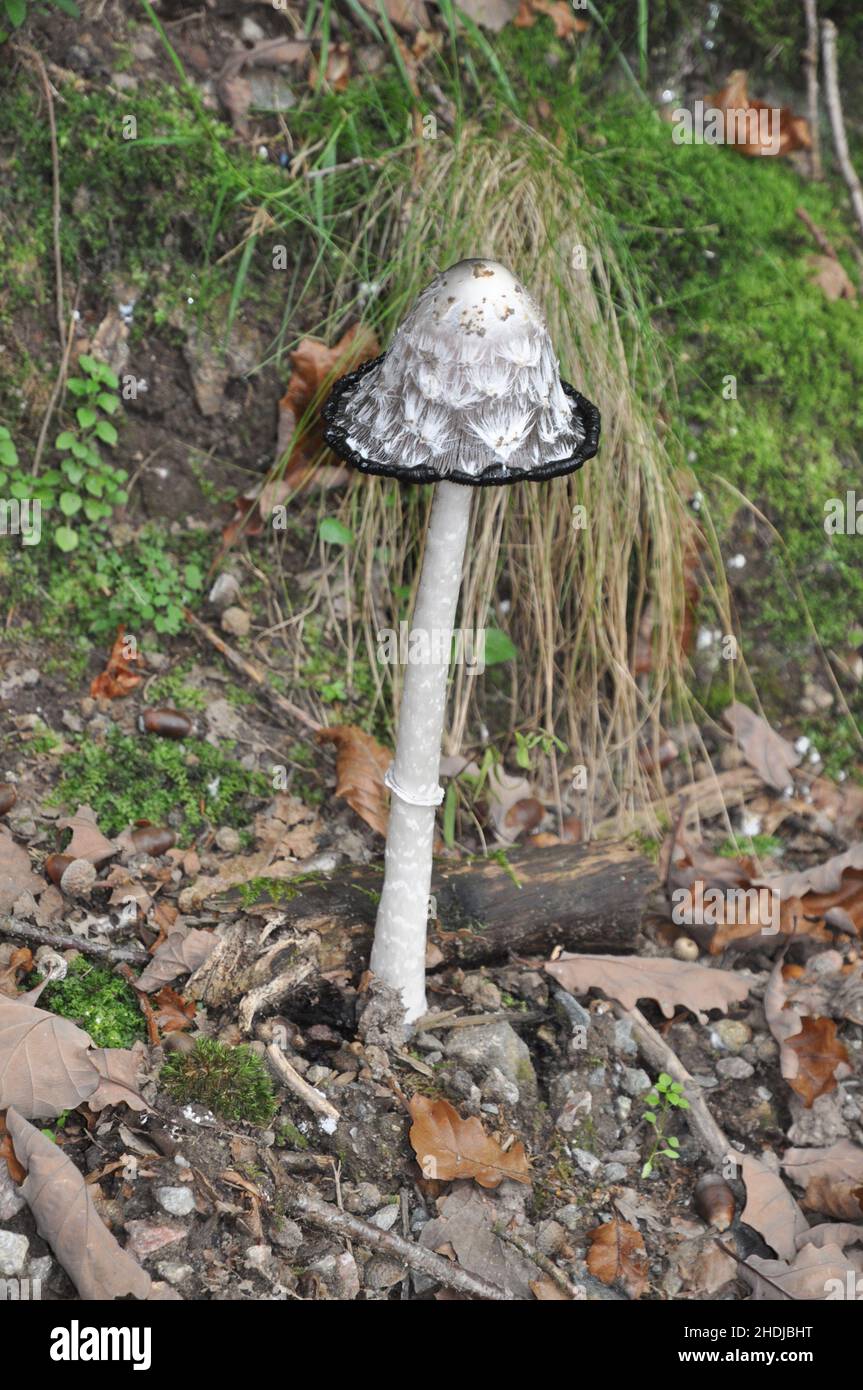 Ink cap hi-res stock photography and images - Alamy
