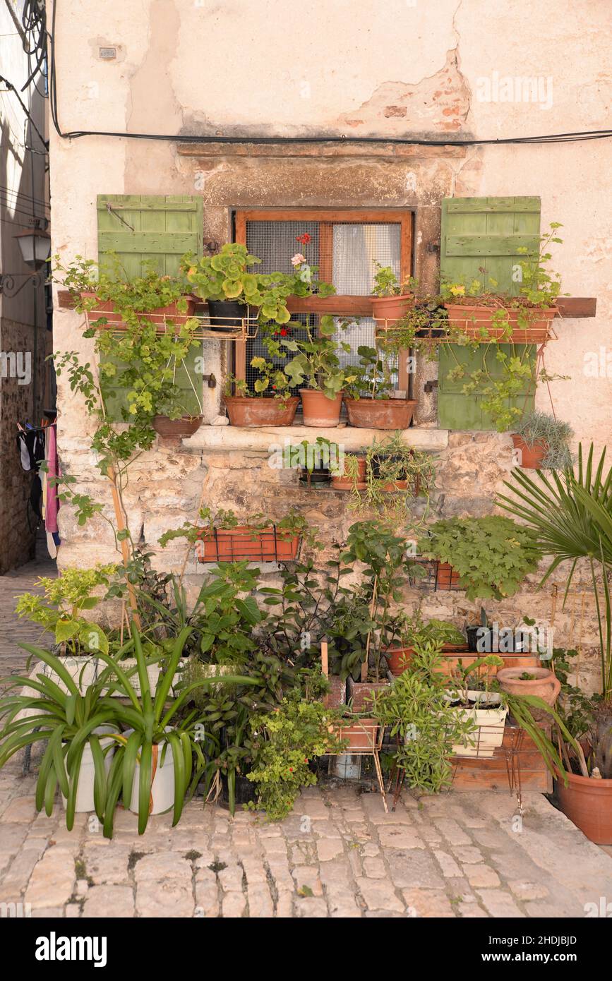 plant, window, flower pot, plants, windows, flower pots Stock Photo - Alamy