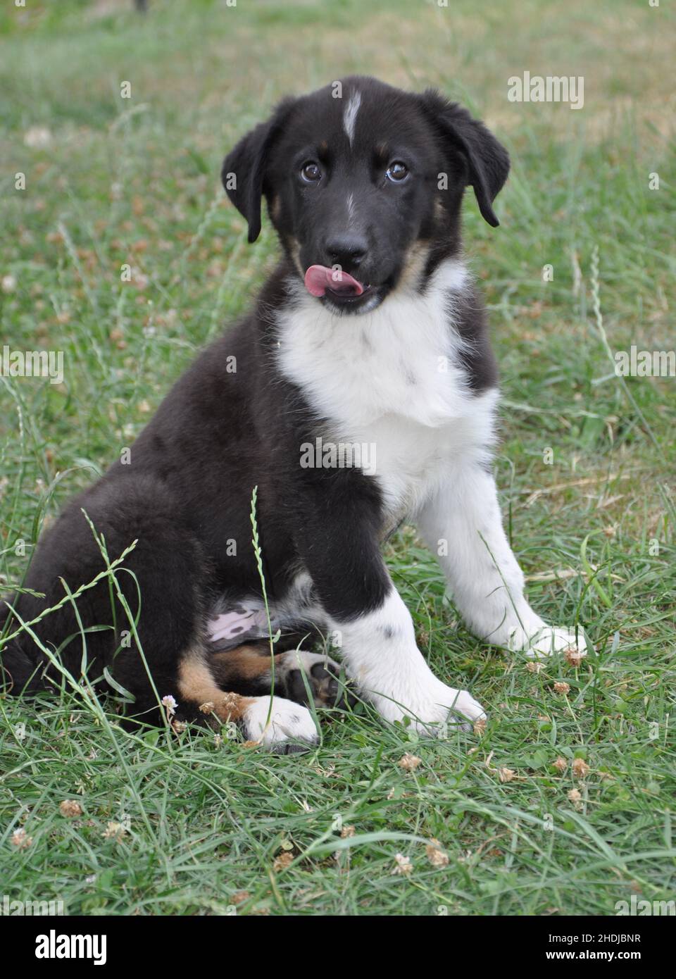 dog, mongrel, dogs, mongrels Stock Photo - Alamy