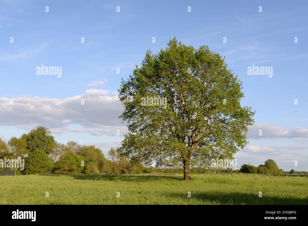 Oak tree landscapes hi-res stock photography and images - Alamy