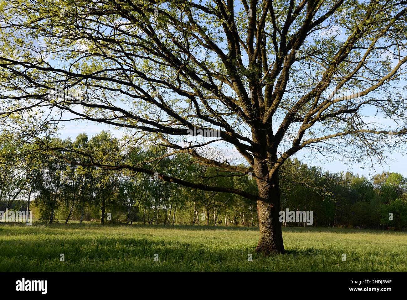 landscape, hesse, landscapes, rural, rural scene, scene, scenery ...