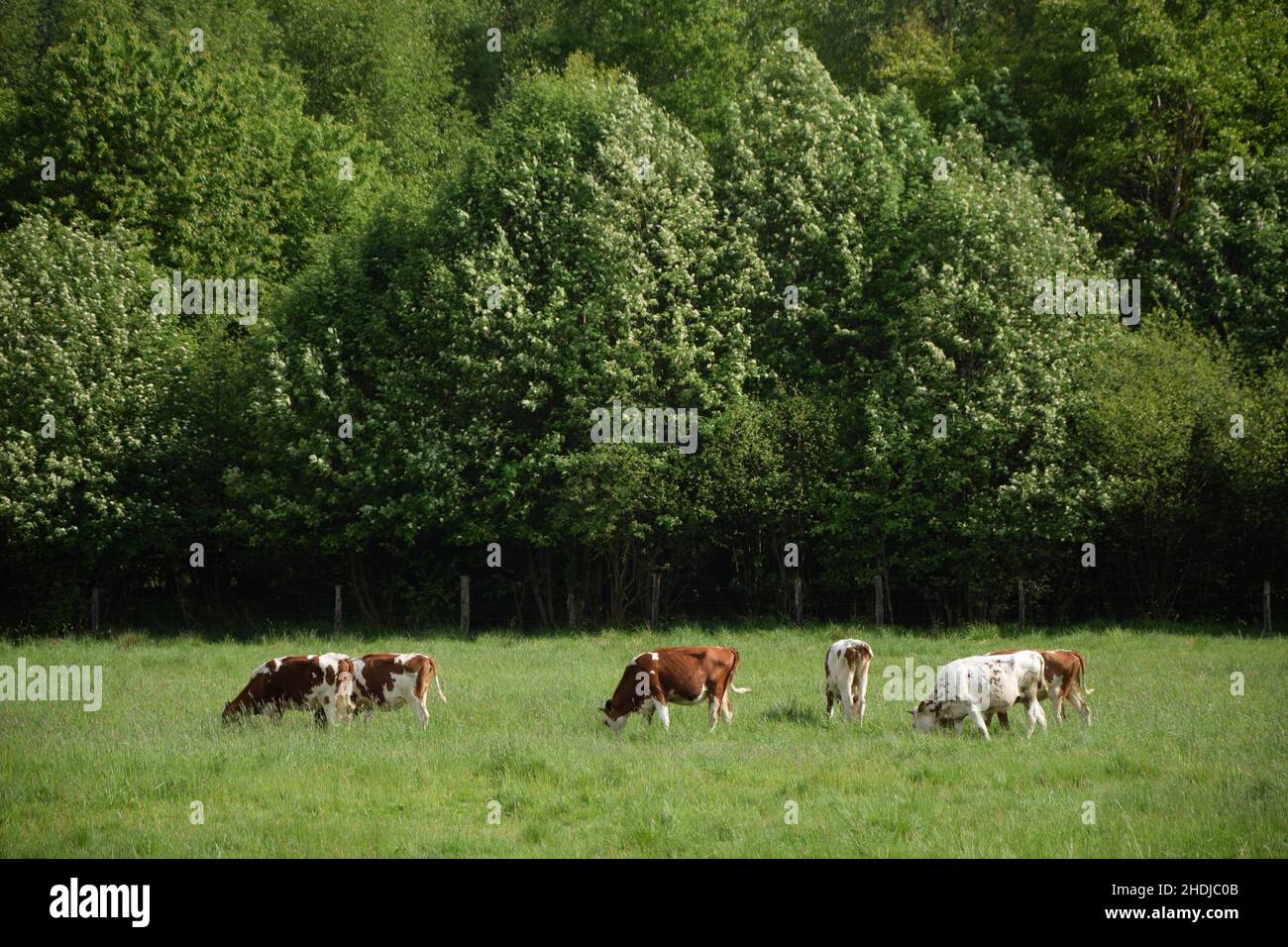 cows, cow paddock, cow, cow paddocks Stock Photo - Alamy