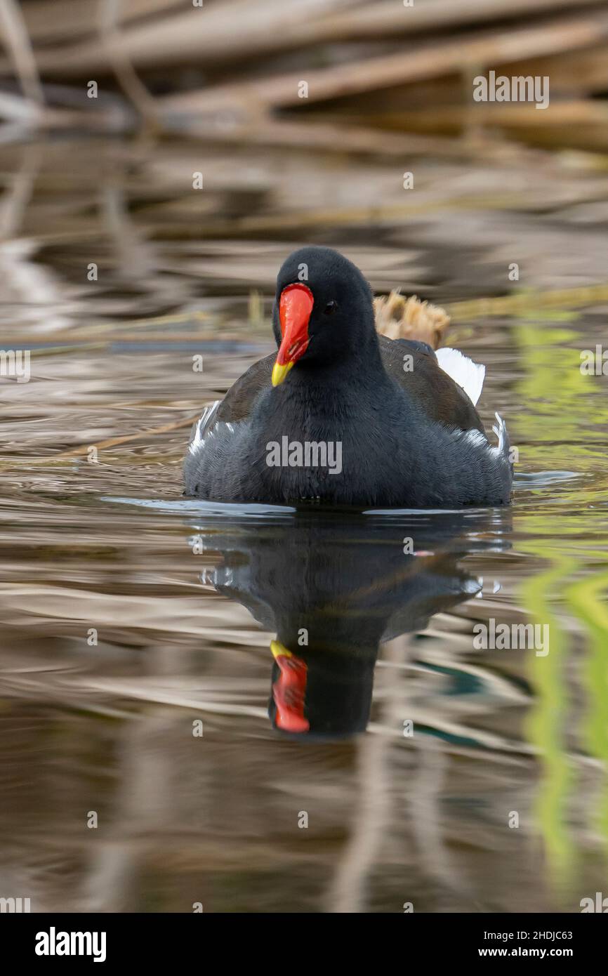 Moor duck hi-res stock photography and images - Alamy