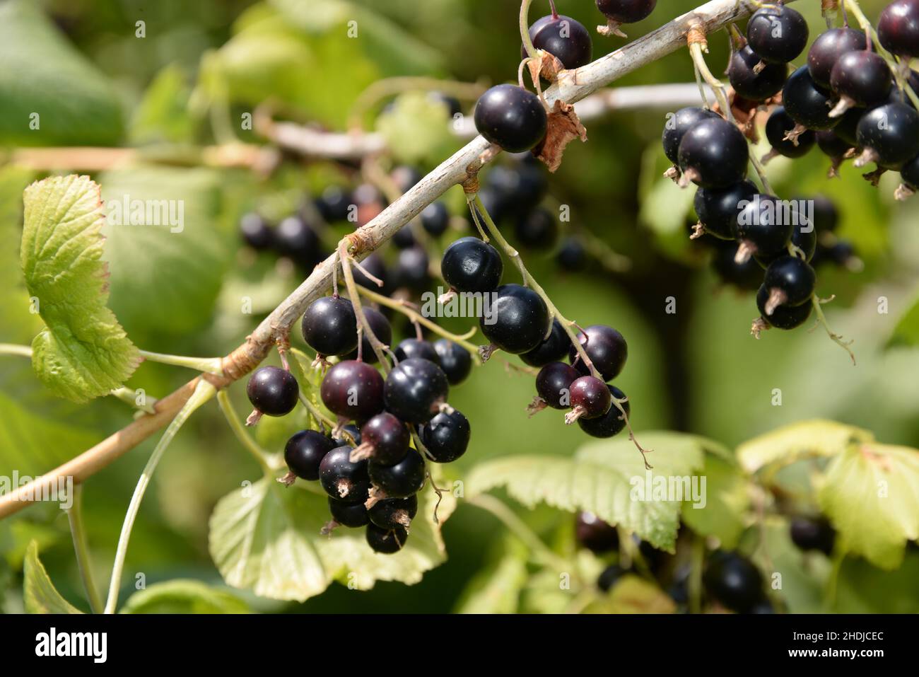 fruits, jostaberry, fruit Stock Photo - Alamy