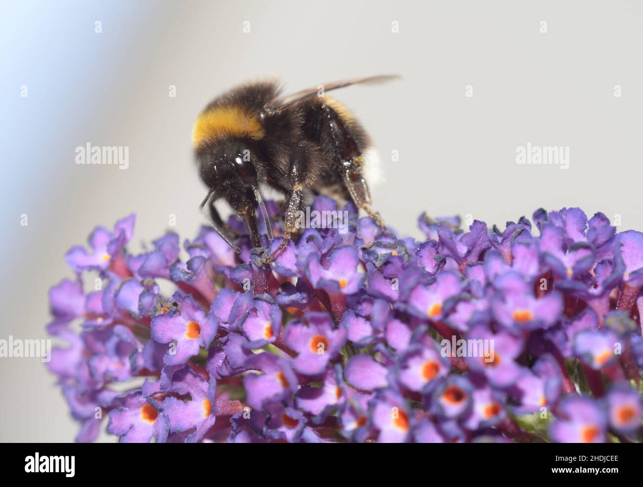 bumblebee, buddleja davidii, bumblebees, buddleja davidiis Stock Photo ...