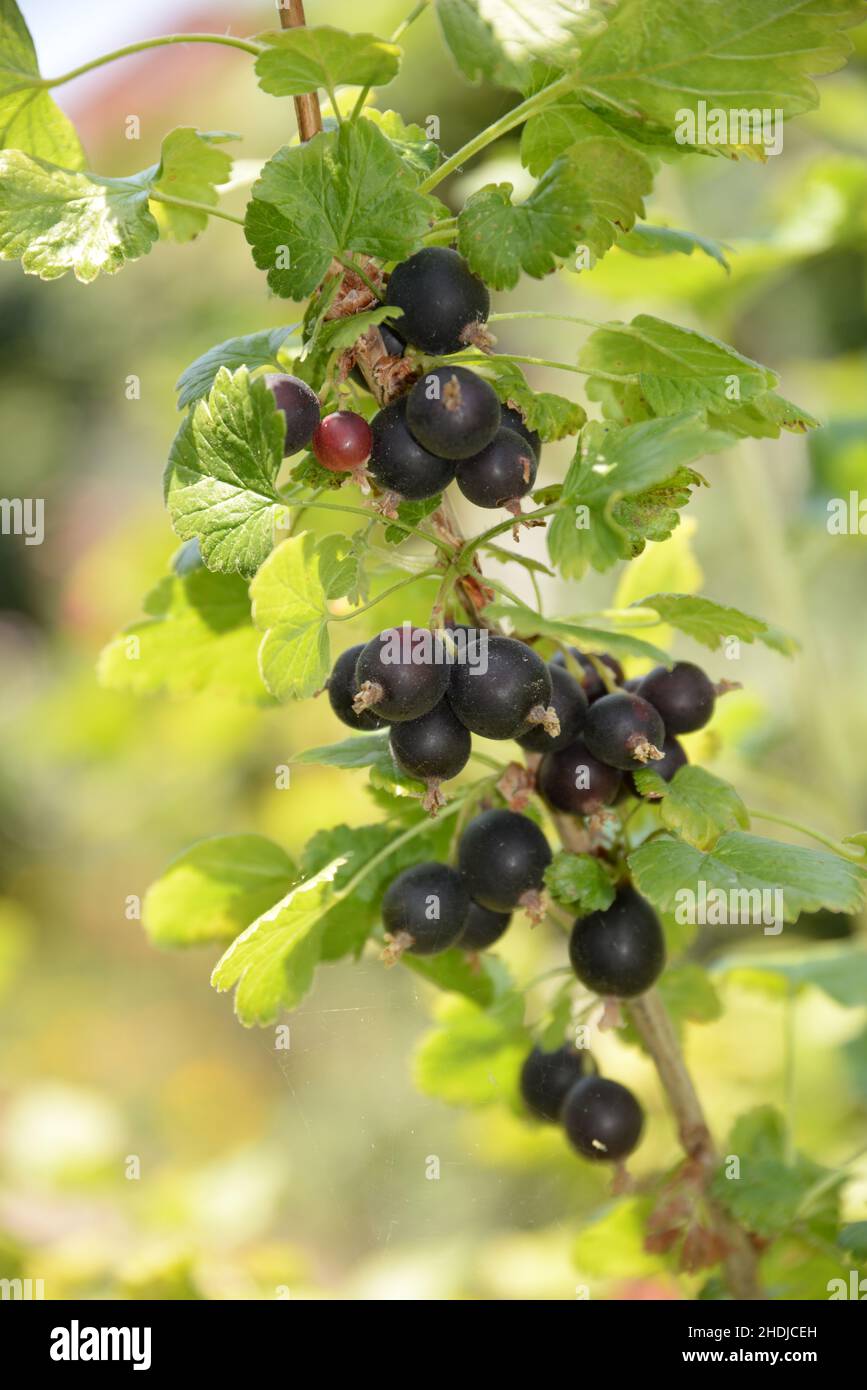 Berry bushs hi-res stock photography and images - Alamy