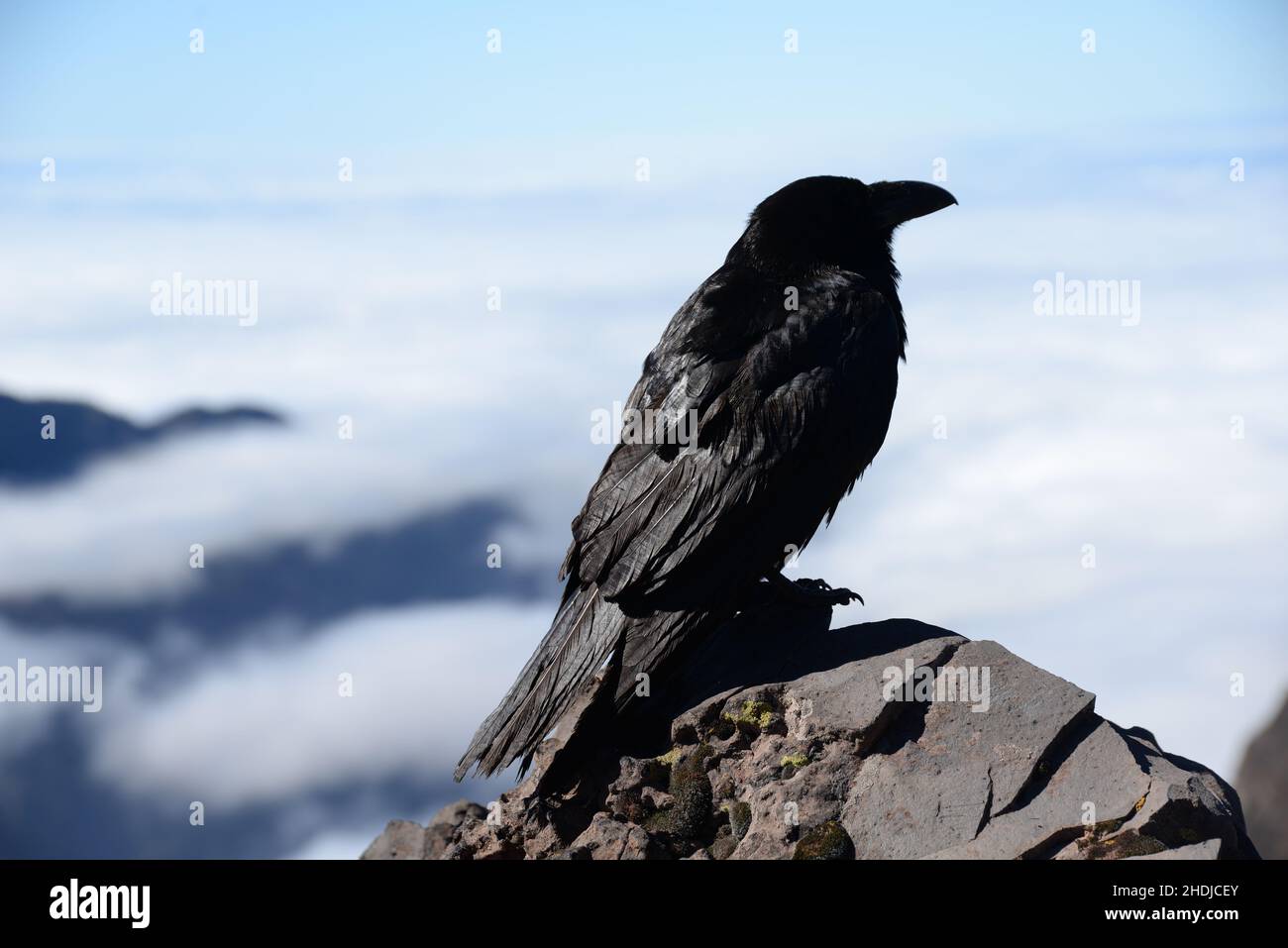 Canary islands ravens hi-res stock photography and images - Alamy