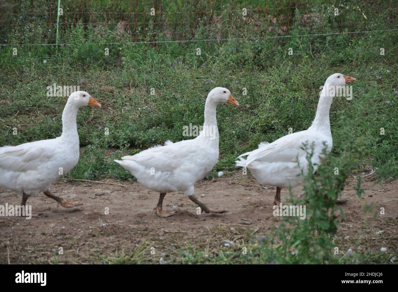 Three geeses hi-res stock photography and images - Alamy