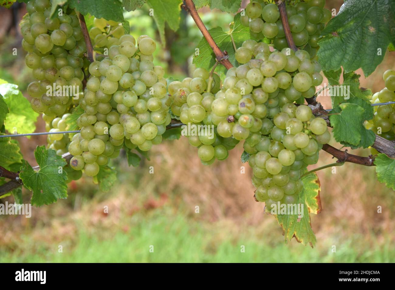 grapes, white grape, grape, white grapes Stock Photo - Alamy