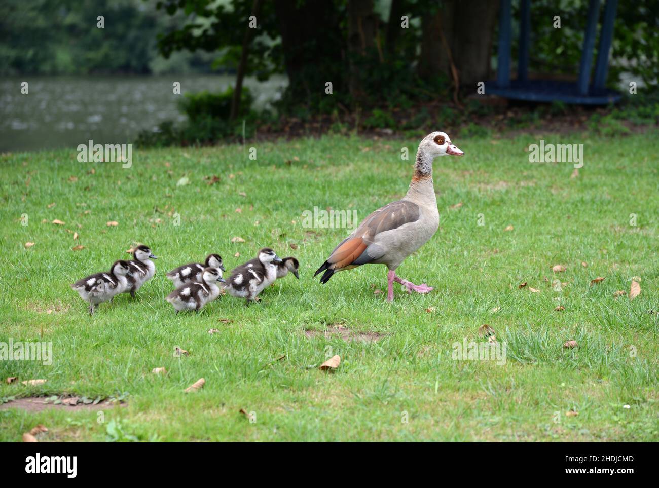 chicks, egyptian goose, baby chicken, baby duck, chicken baby, young ...