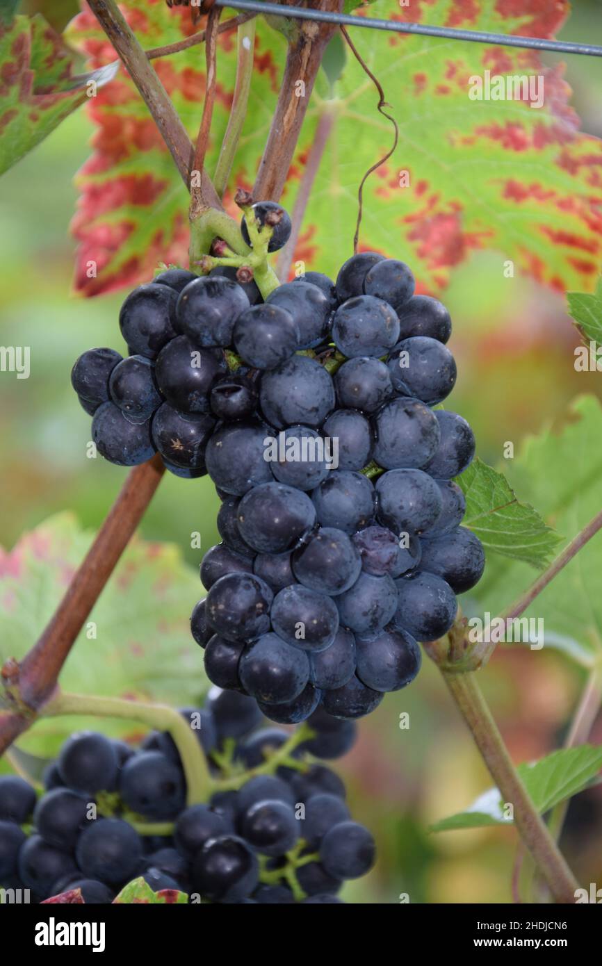 grapes, blue grape, grape Stock Photo - Alamy