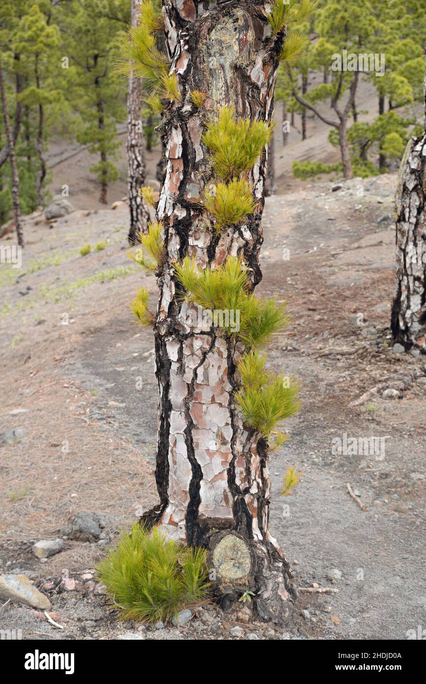 canary island pine, canary island pines Stock Photo - Alamy