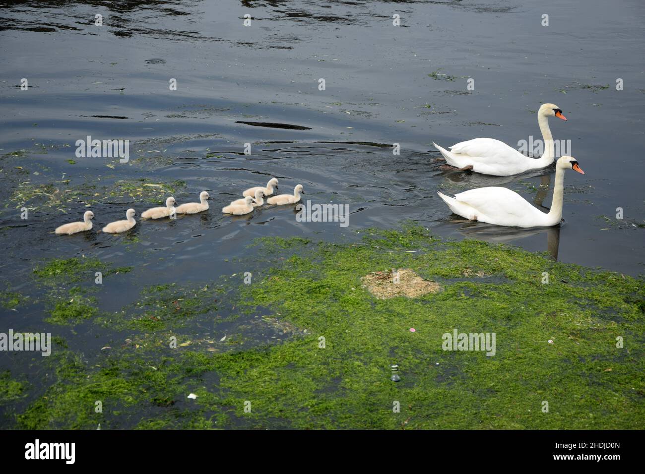 swan family, swan families Stock Photo - Alamy