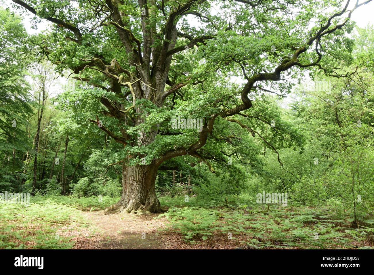 oak tree, oak forest, oak trees, oak forests Stock Photo - Alamy