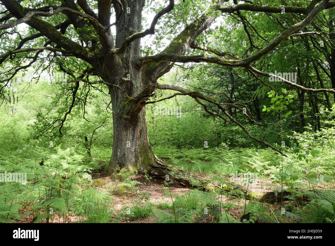oak tree, oak forest, oak trees, oak forests Stock Photo - Alamy