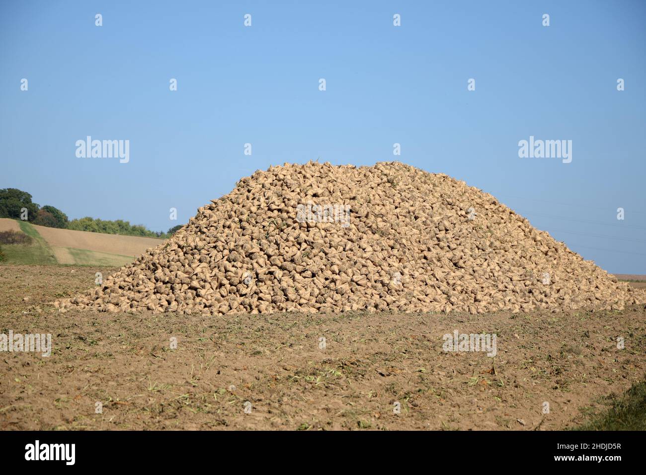 sugar beet, harvest, sugar beets, harvests Stock Photo - Alamy