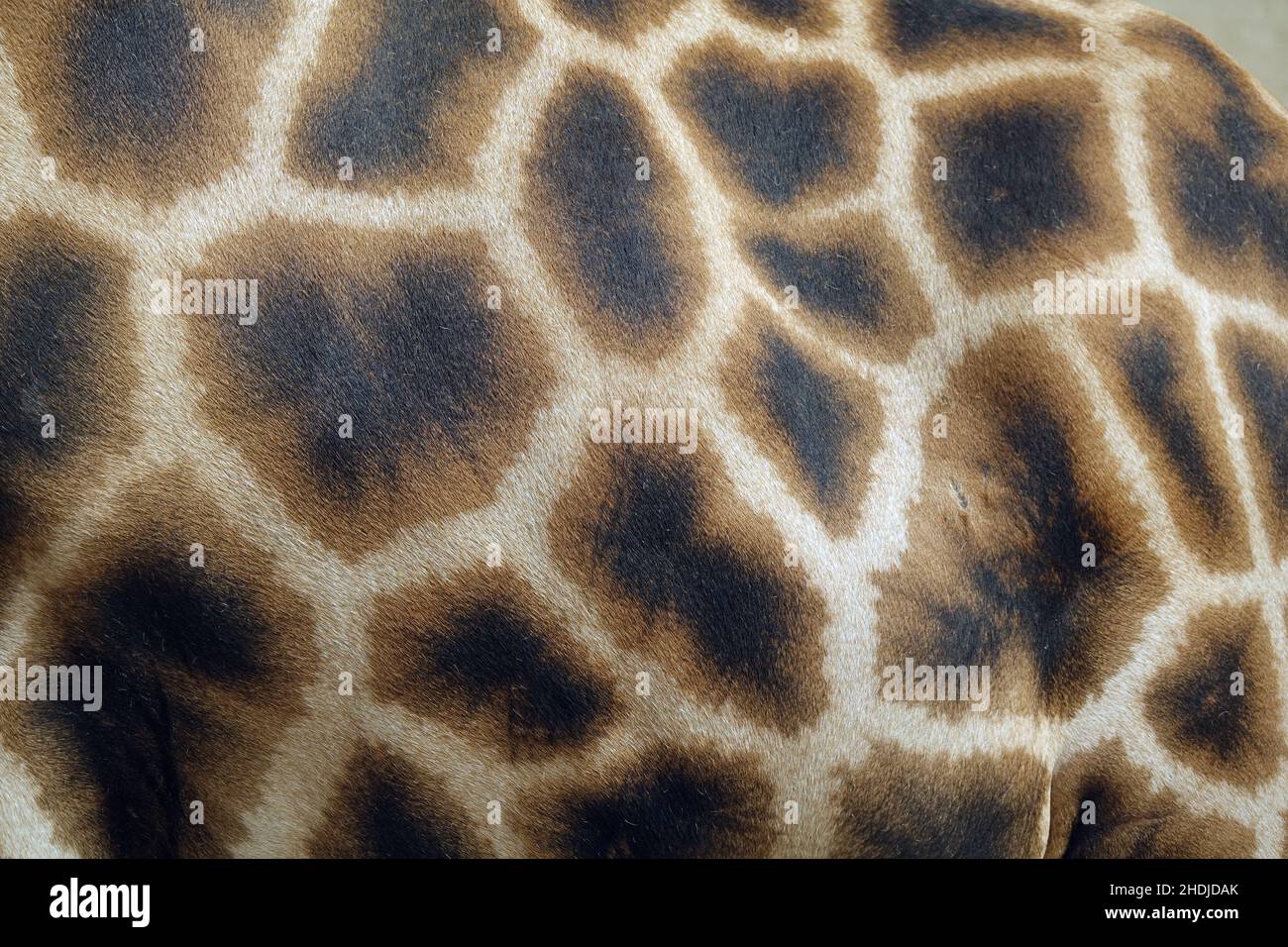 Pattern giraffes fur hi-res stock photography and images - Alamy