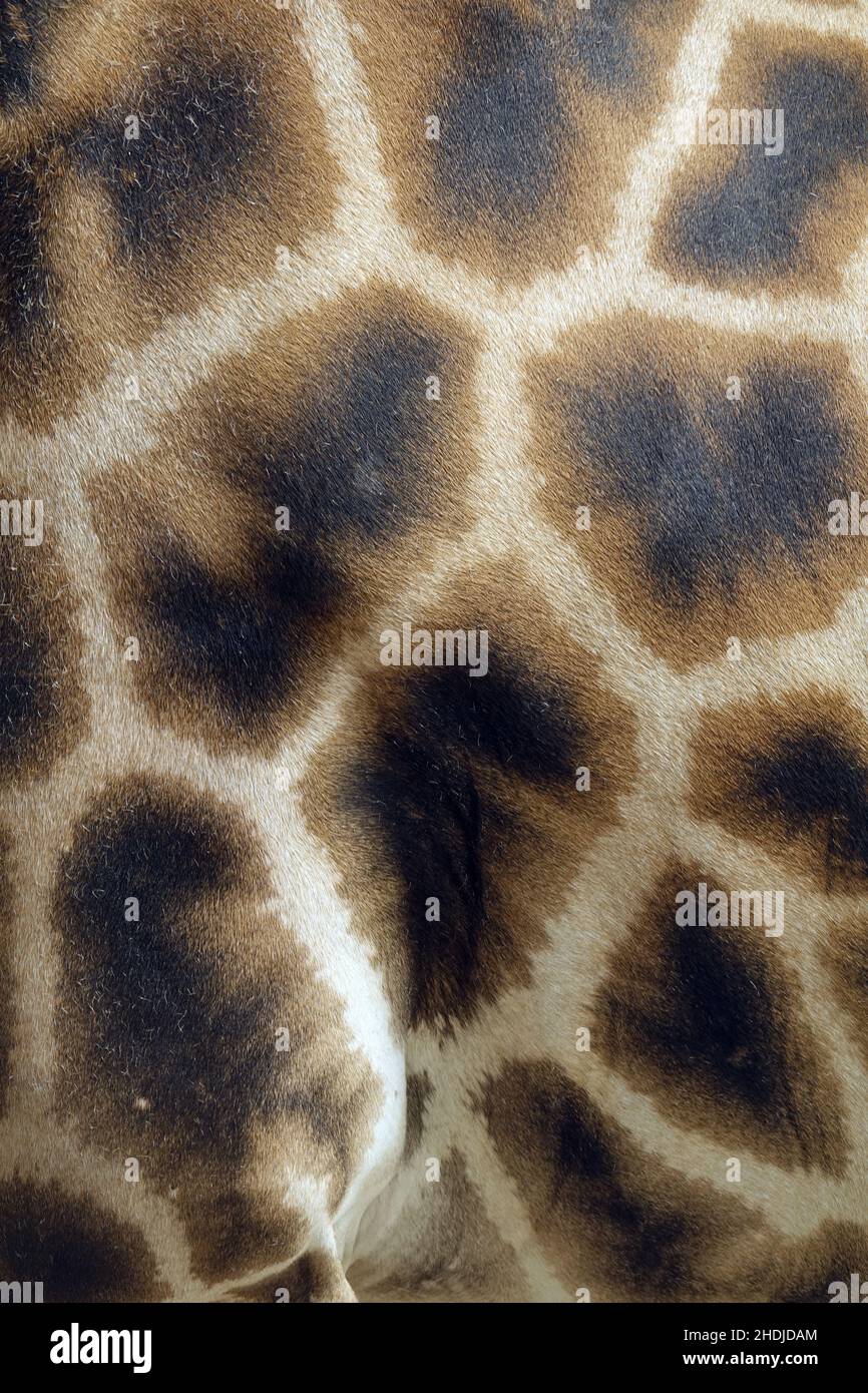 giraffe, fur, giraffes, furs Stock Photo - Alamy