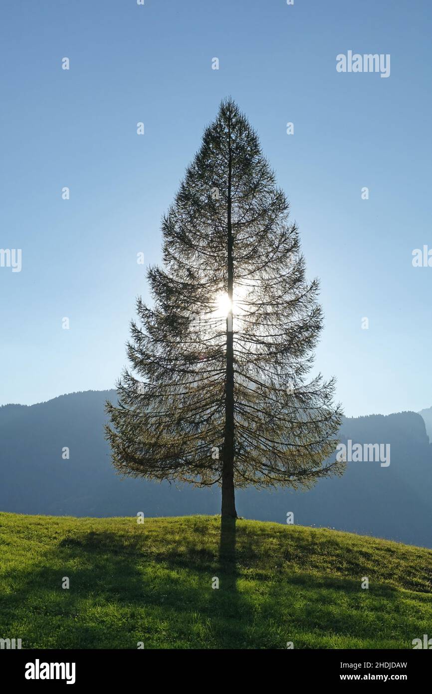 sunlight, larch tree, sun ray, sun rays, sunbeam, sunbeams, sunlights ...