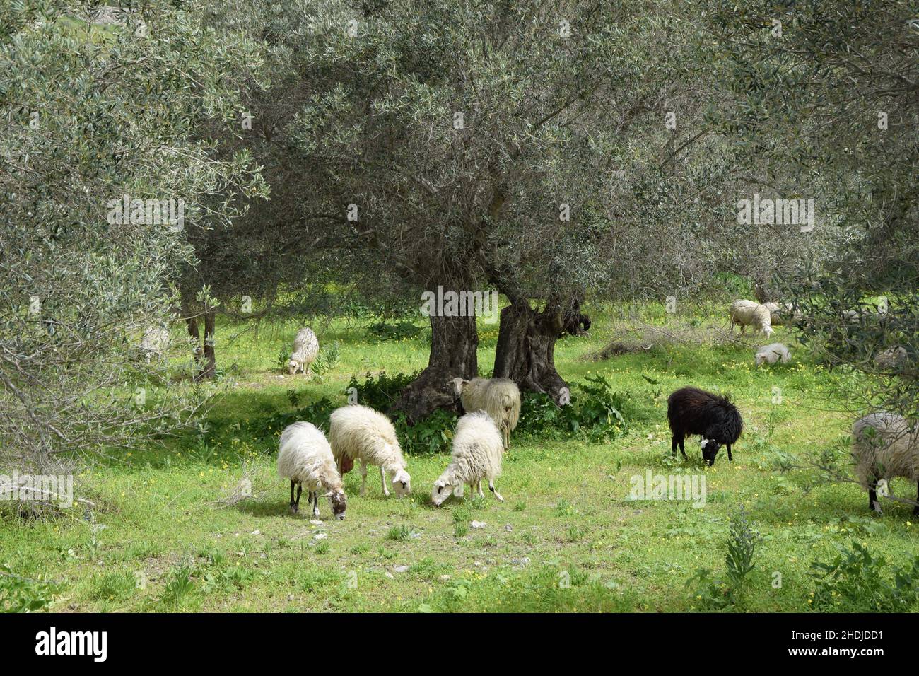 Olive tree sheep hi-res stock photography and images - Alamy