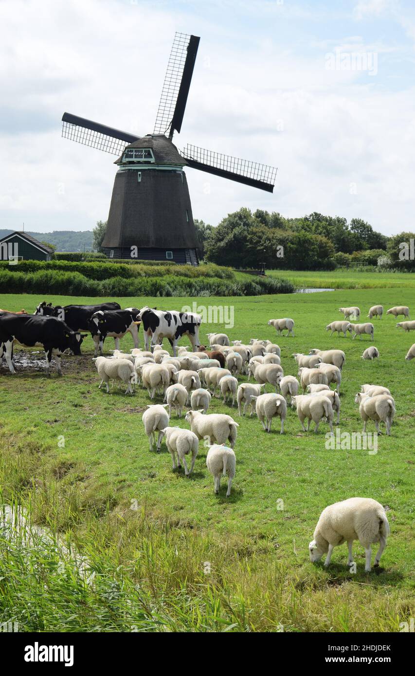 Sheep cows animals hi-res stock photography and images - Alamy
