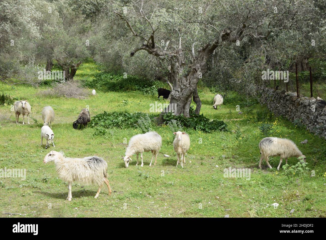 sheep herd, sheep herds Stock Photo - Alamy