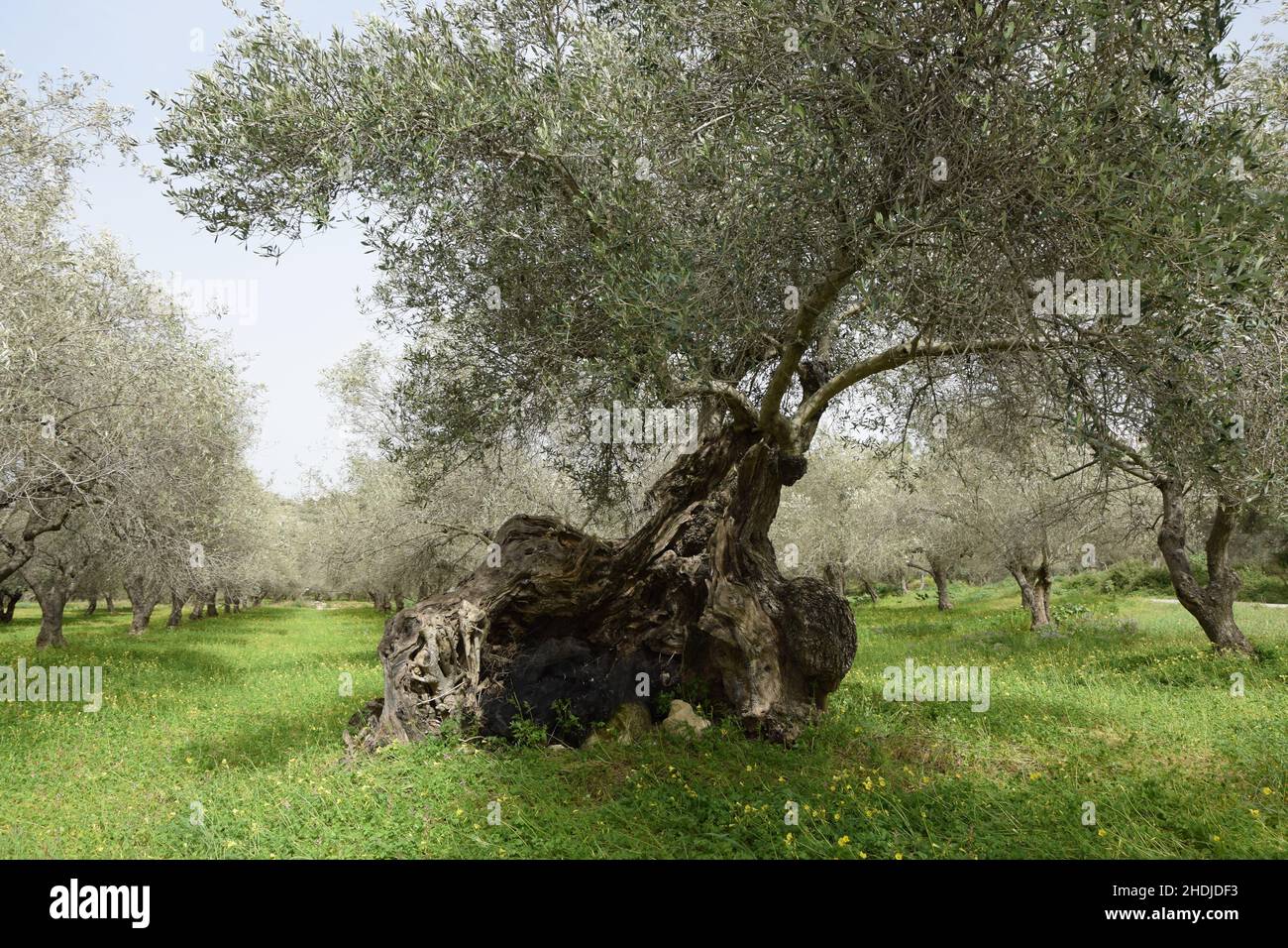 olive tree, olive grove, olive trees, olive groves Stock Photo - Alamy