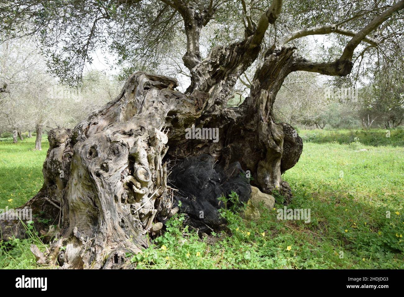 olive tree, olive trees Stock Photo - Alamy
