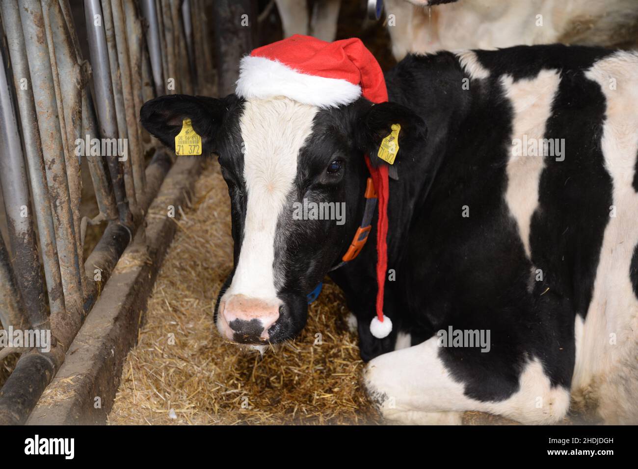 cow, santa hat, cows, santa hats Stock Photo - Alamy