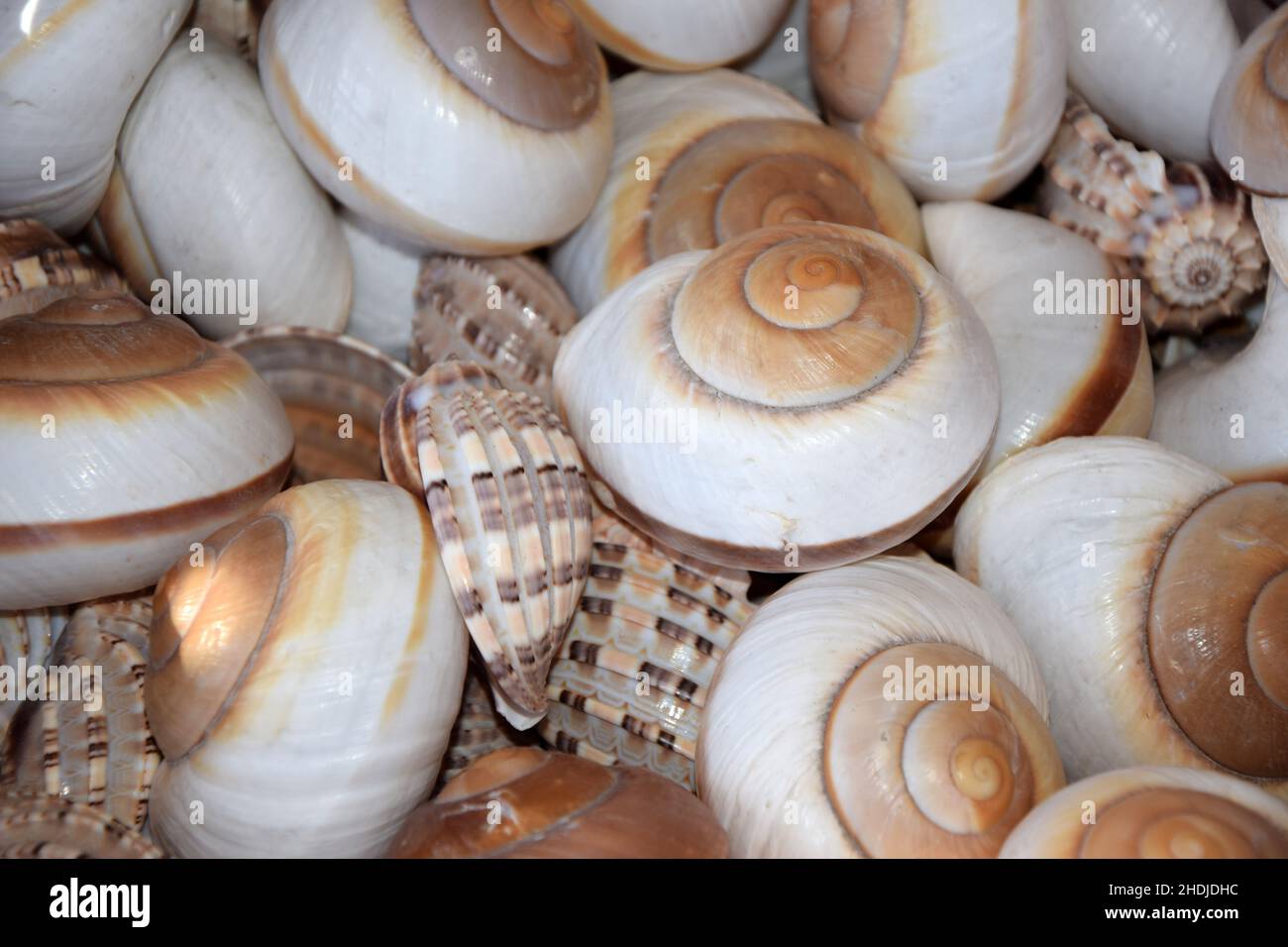 snail-shell, conch shell, snail-shells, conch shells Stock Photo - Alamy