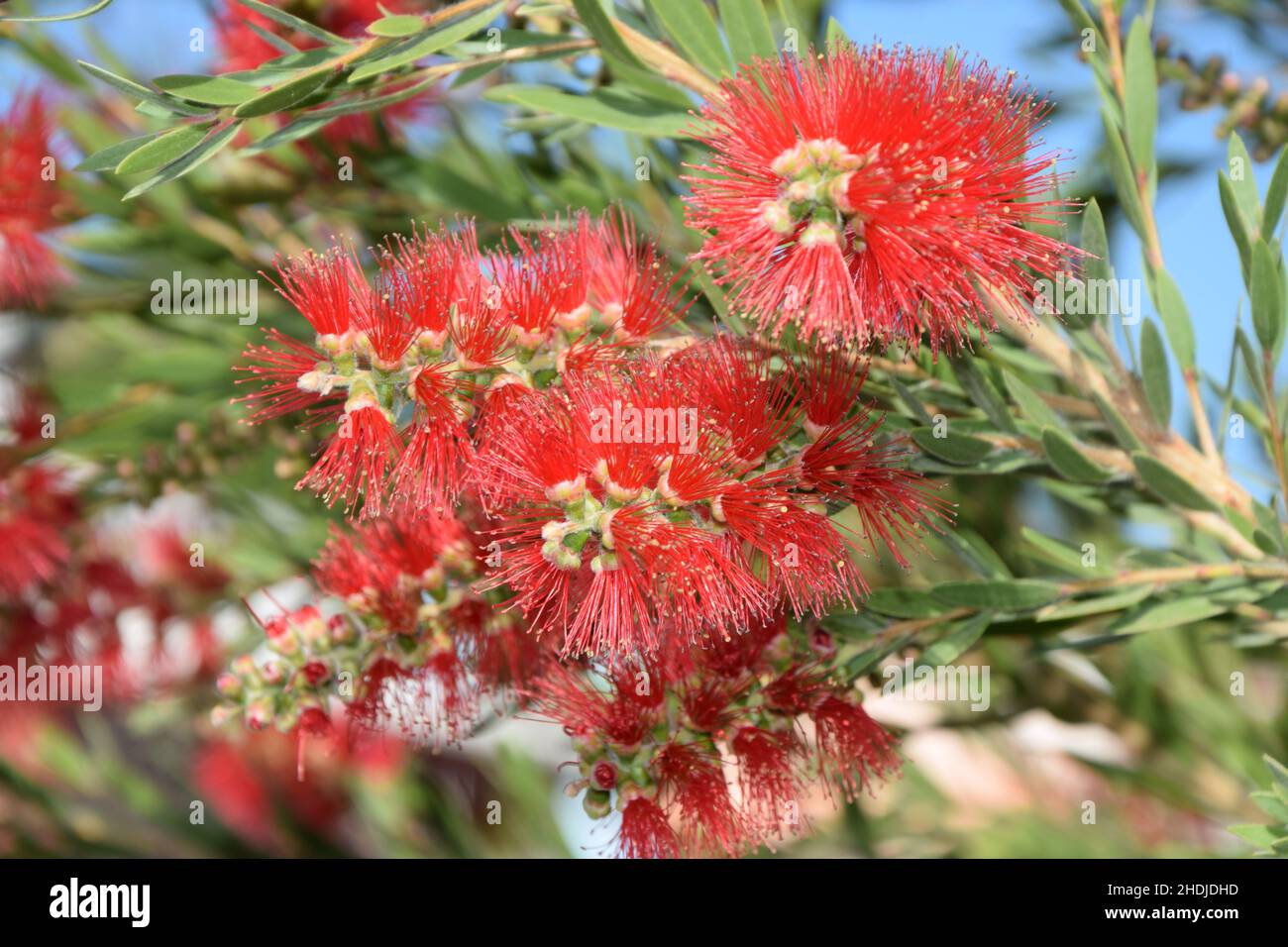 Melaleuca flowering hi-res stock photography and images - Alamy