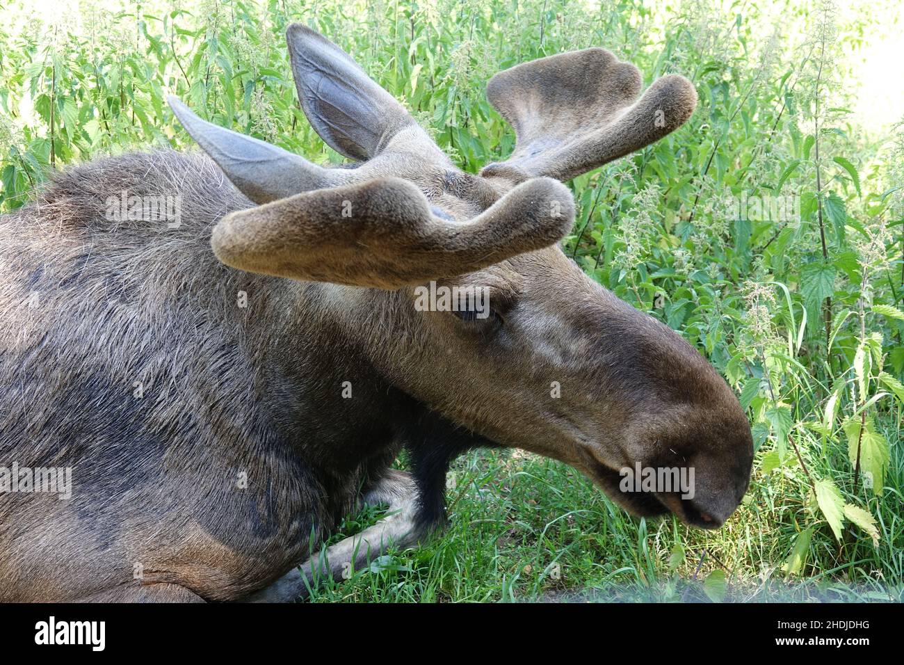 Animals elks mammals hi-res stock photography and images - Alamy