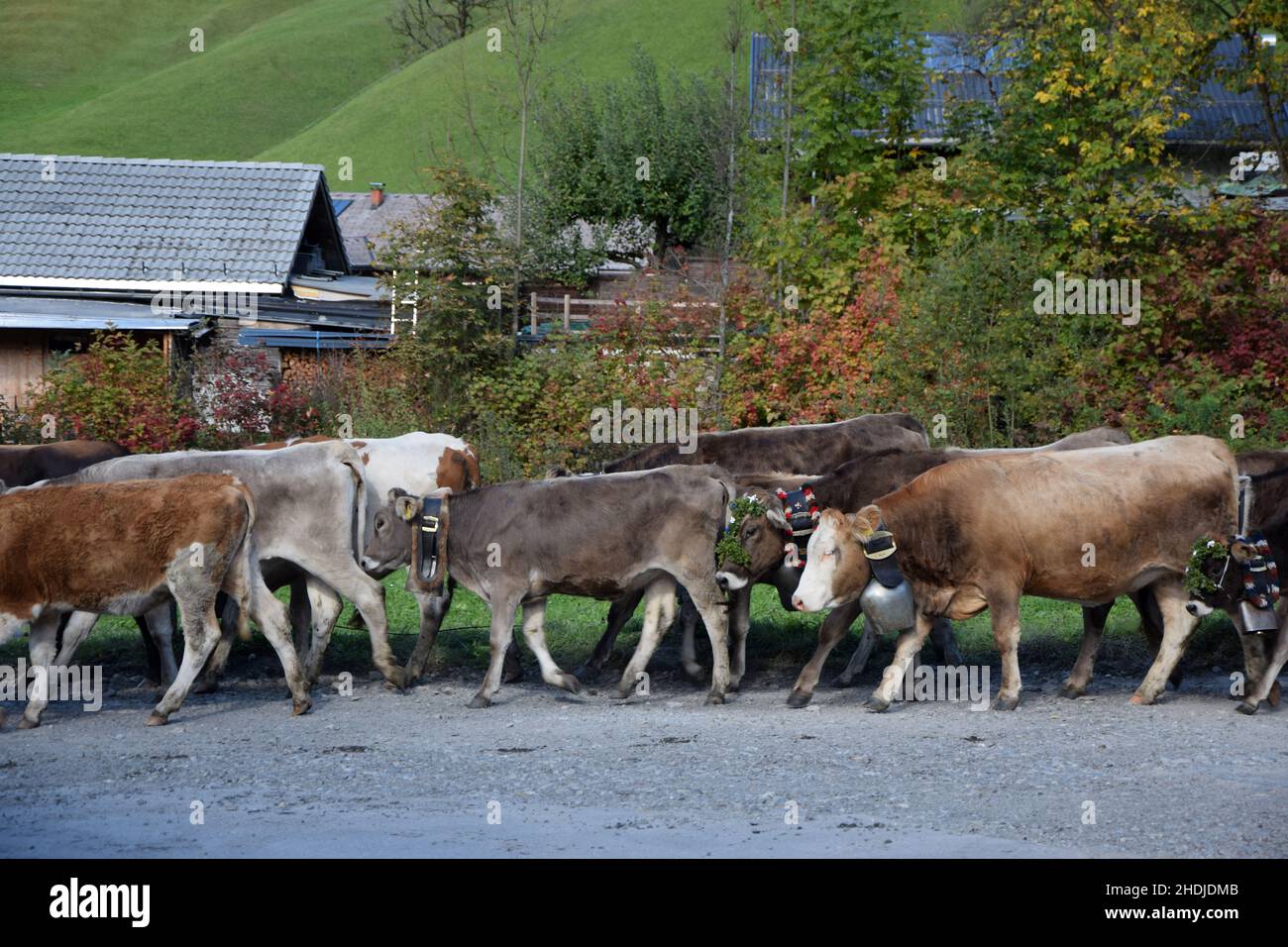cows, almabtrieb, cow, almabtriebs Stock Photo - Alamy
