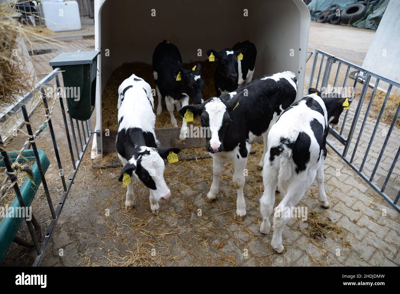 Calf enclosures hi-res stock photography and images - Alamy