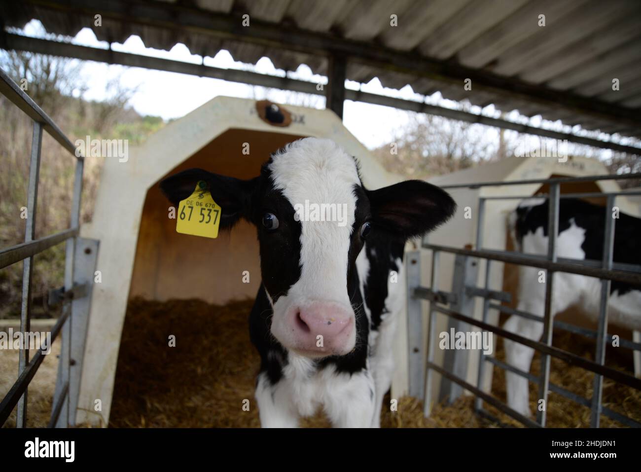 Calf enclosures hi-res stock photography and images - Alamy