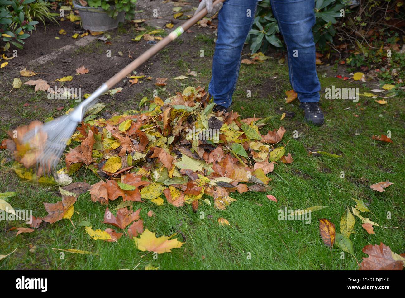 autumn leaves, rake, leaf, rakes Stock Photo - Alamy