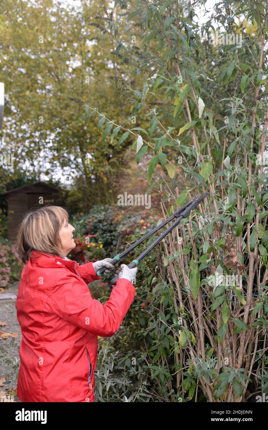 Mature Woman Pruning Bush Hi Res Stock Photography And Images Alamy