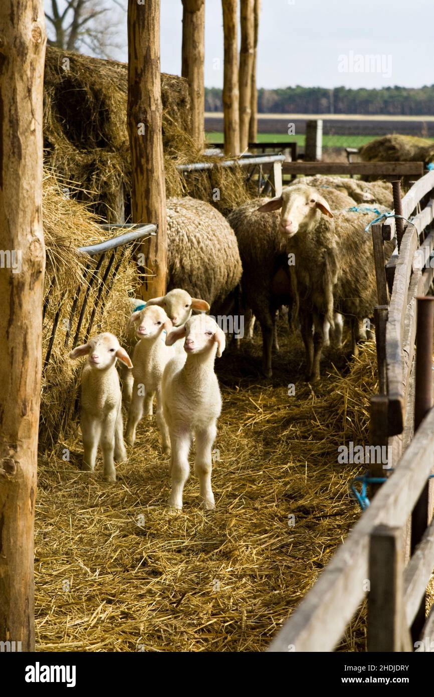Sheepfolds hi-res stock photography and images - Alamy