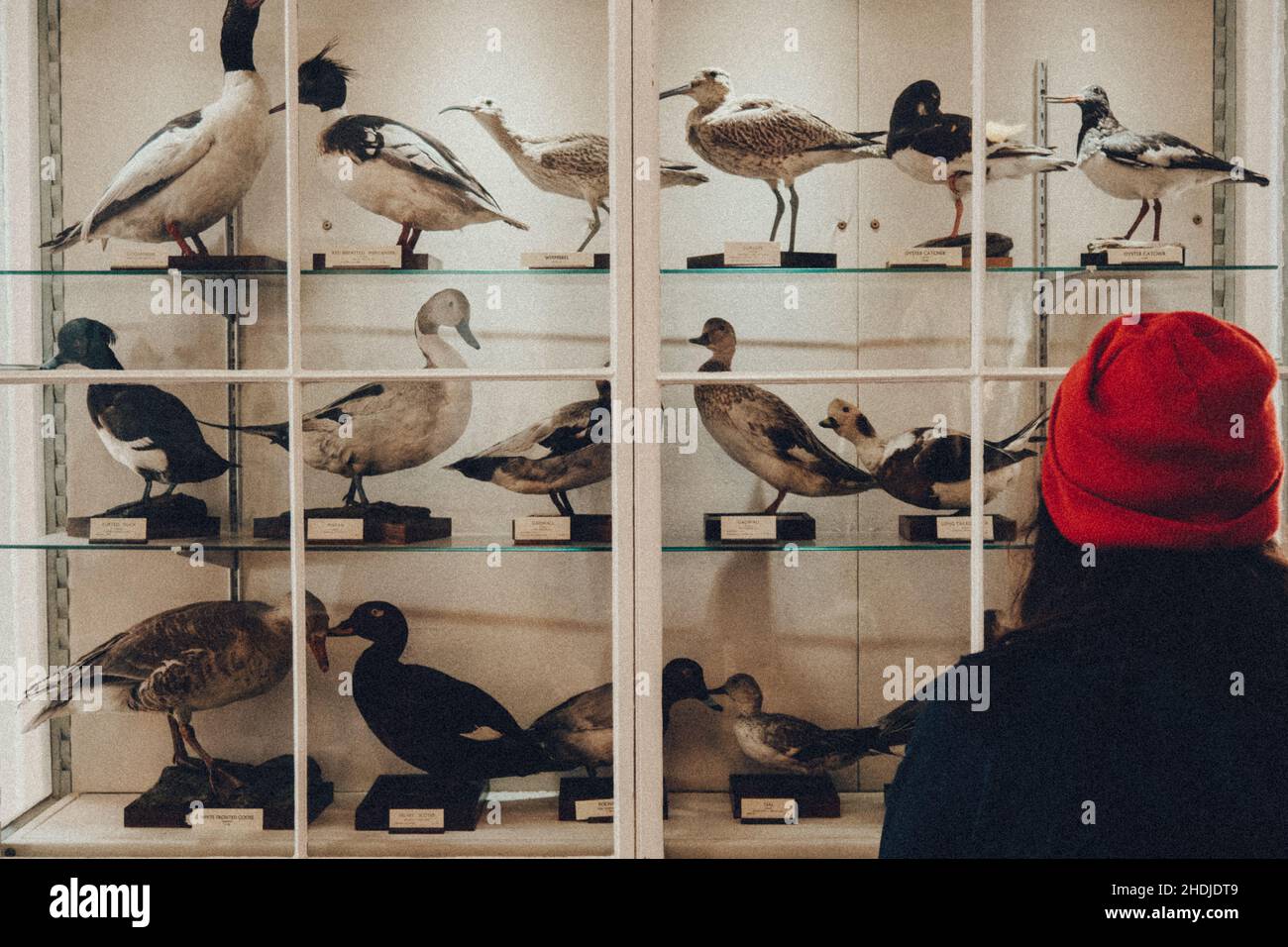 The Stromness Museum, Orkney, Scotland Stock Photo - Alamy