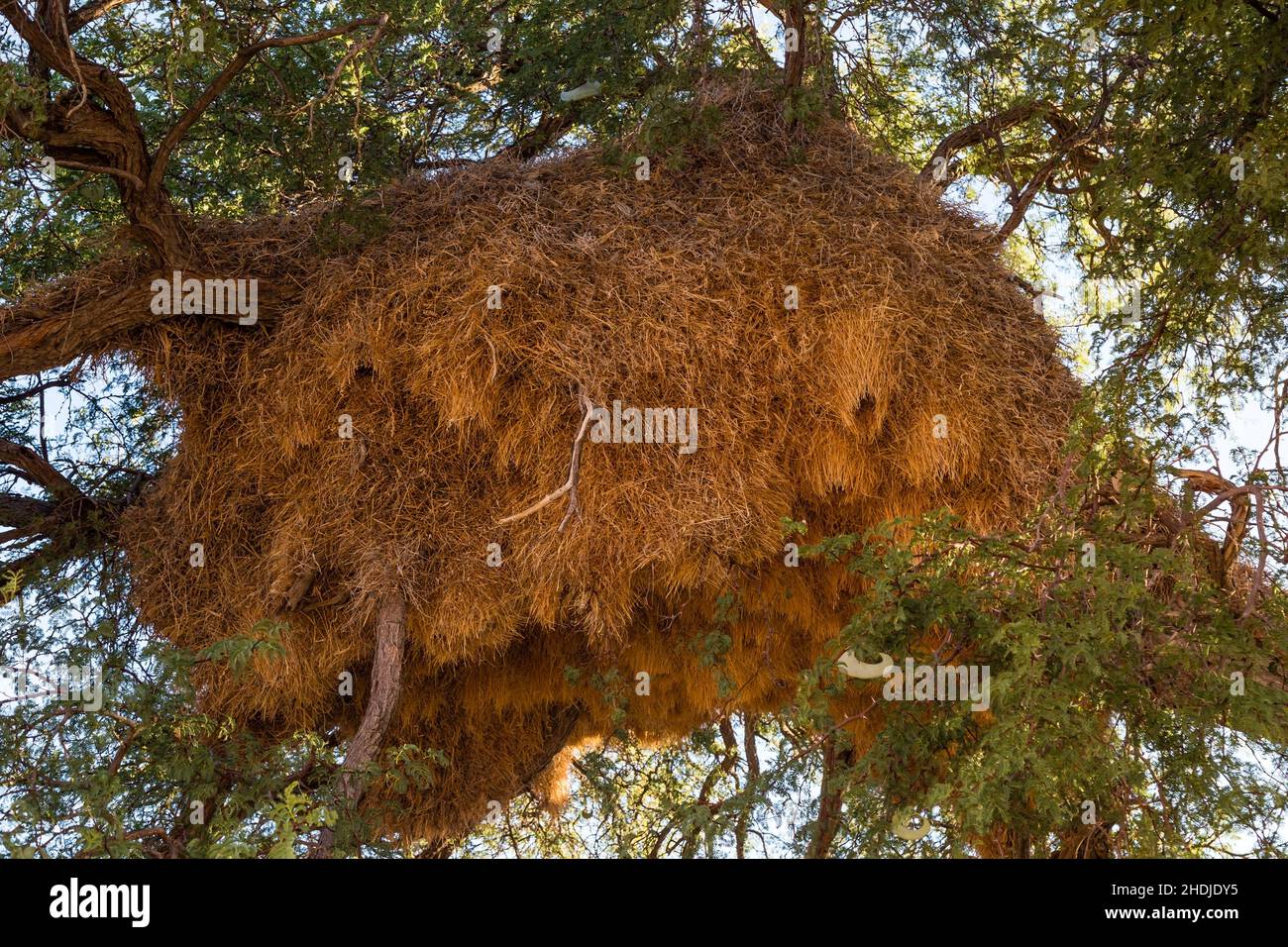 bird's nest, sociable weaver, sociable weaver nest, bird's nests Stock ...