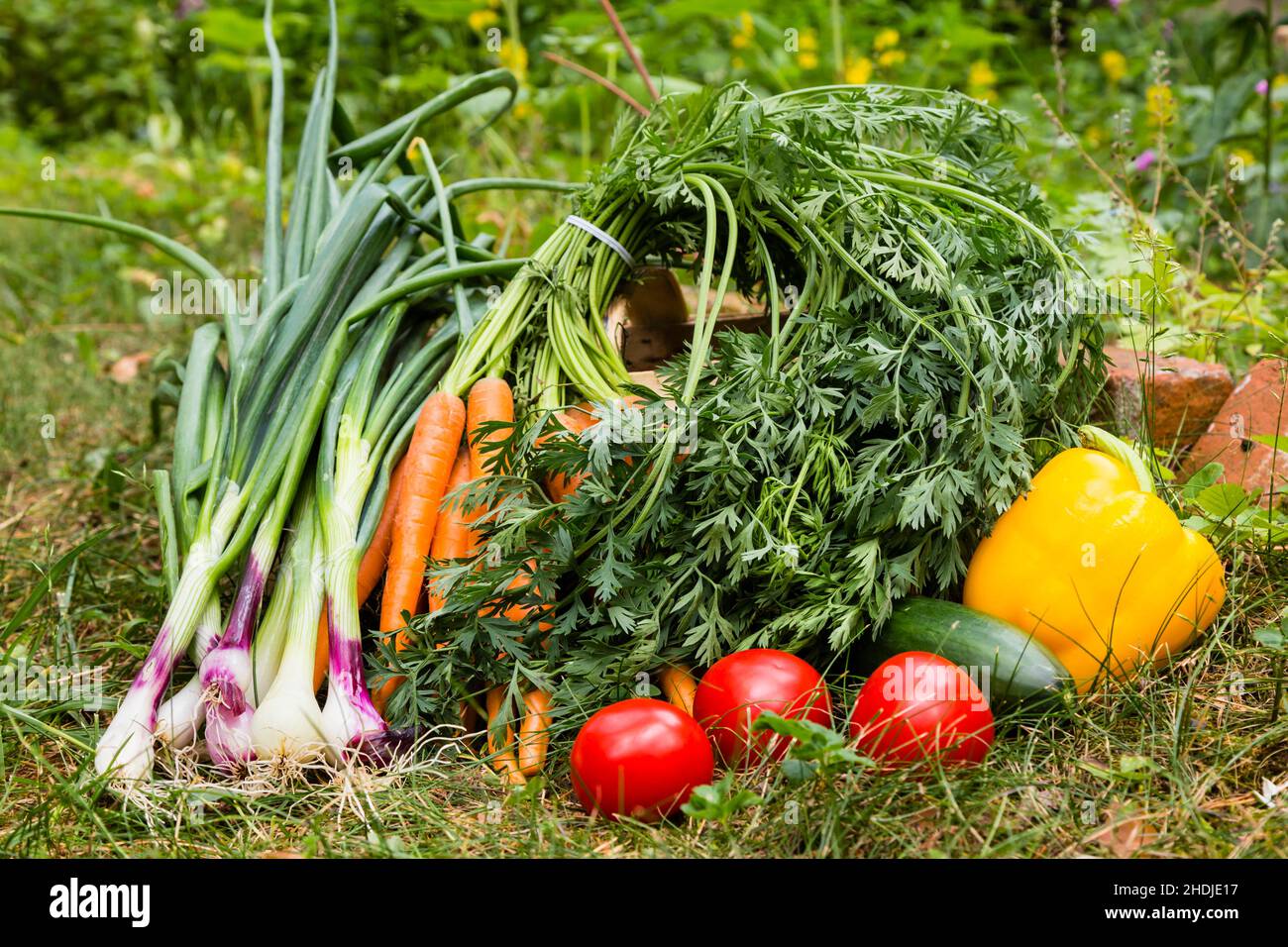 harvest time, vegetable garden, harvest times, vegetable gardens Stock ...