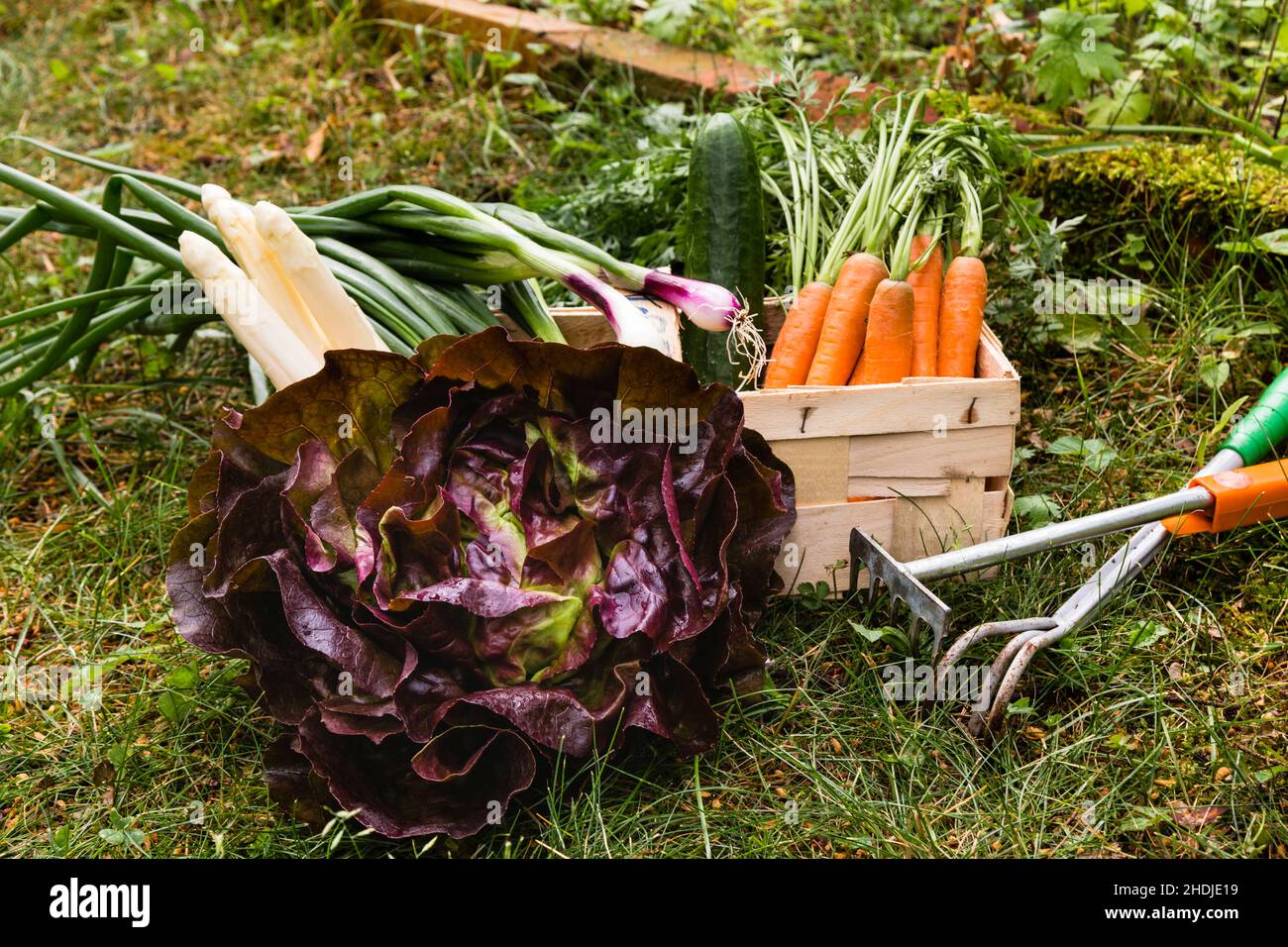 harvest time, vegetable garden, harvest times, vegetable gardens Stock ...