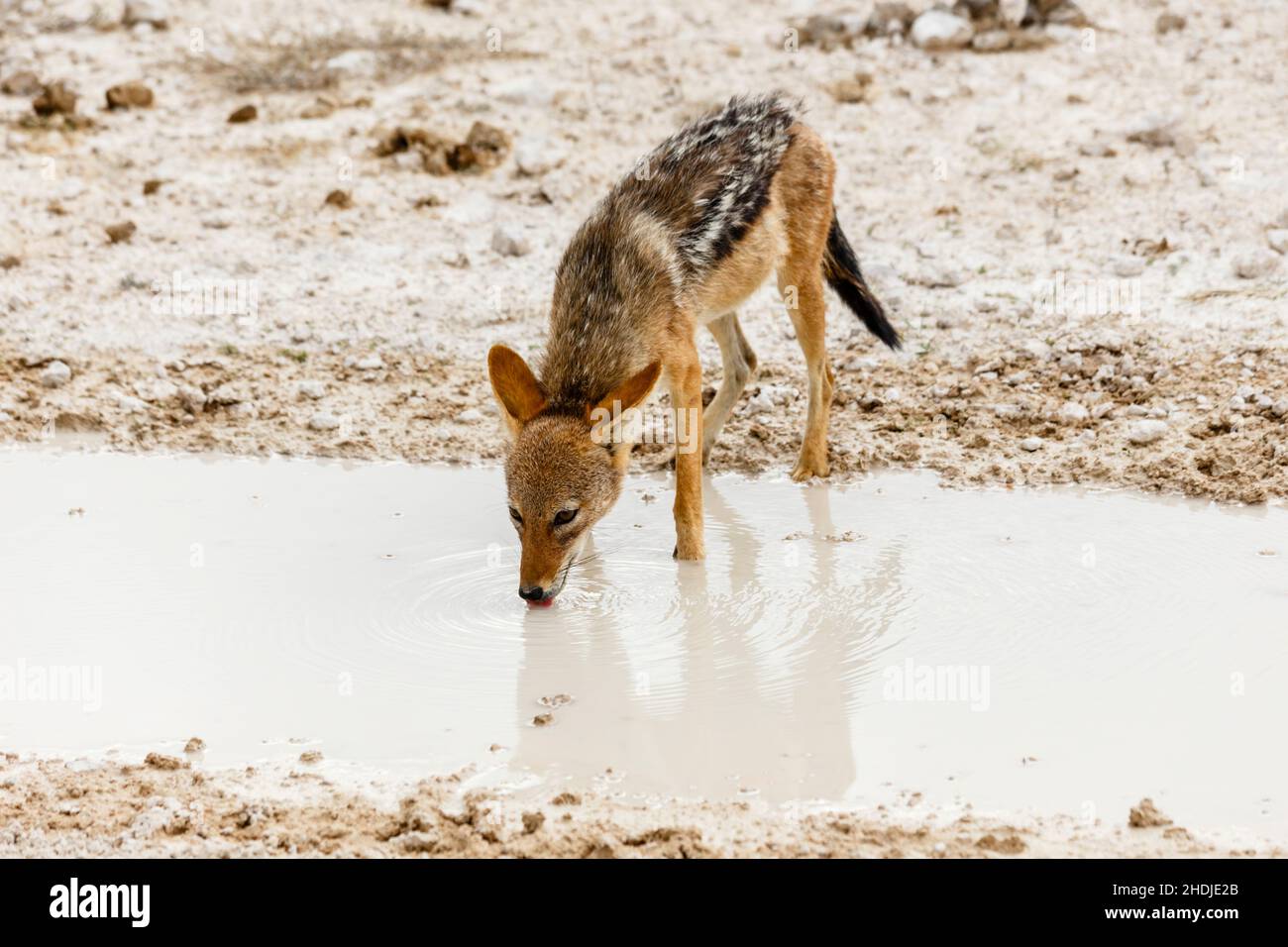 black-backed jackal, black-backed jackals Stock Photo - Alamy