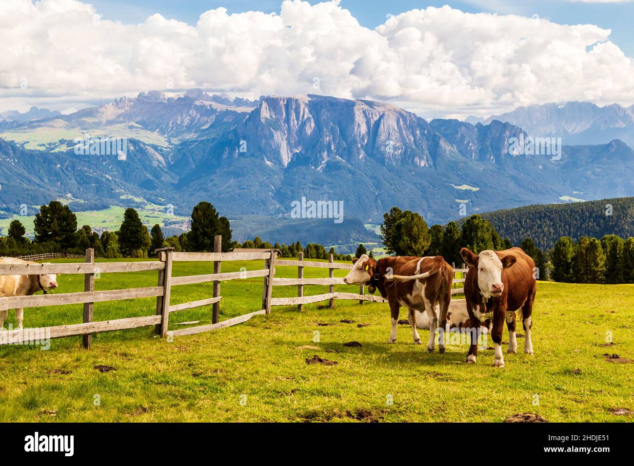 cows, south tyrol, pastures, cow, south tyrols, pasture Stock Photo - Alamy
