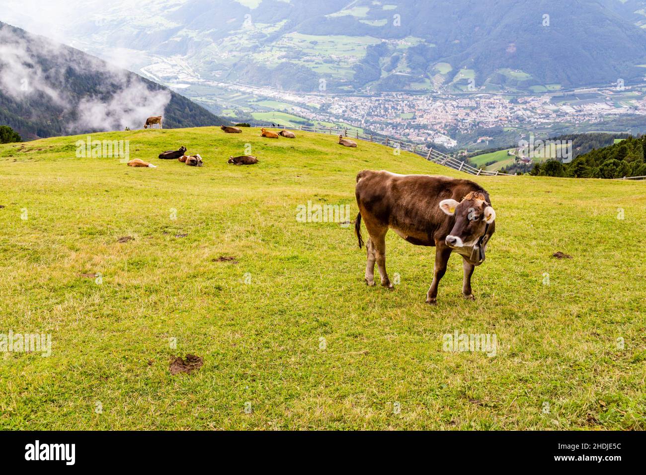 cow, alp, alto adige, cows, alps Stock Photo - Alamy