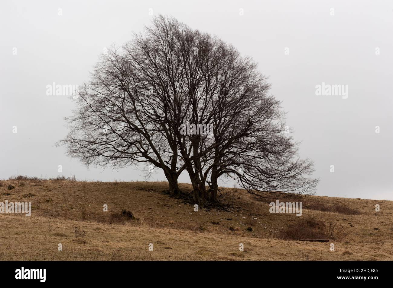 autumn, beech tree, fall, beech trees Stock Photo - Alamy