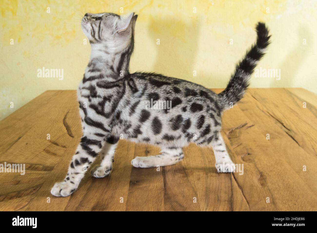 leopard cat, leopard cats Stock Photo - Alamy