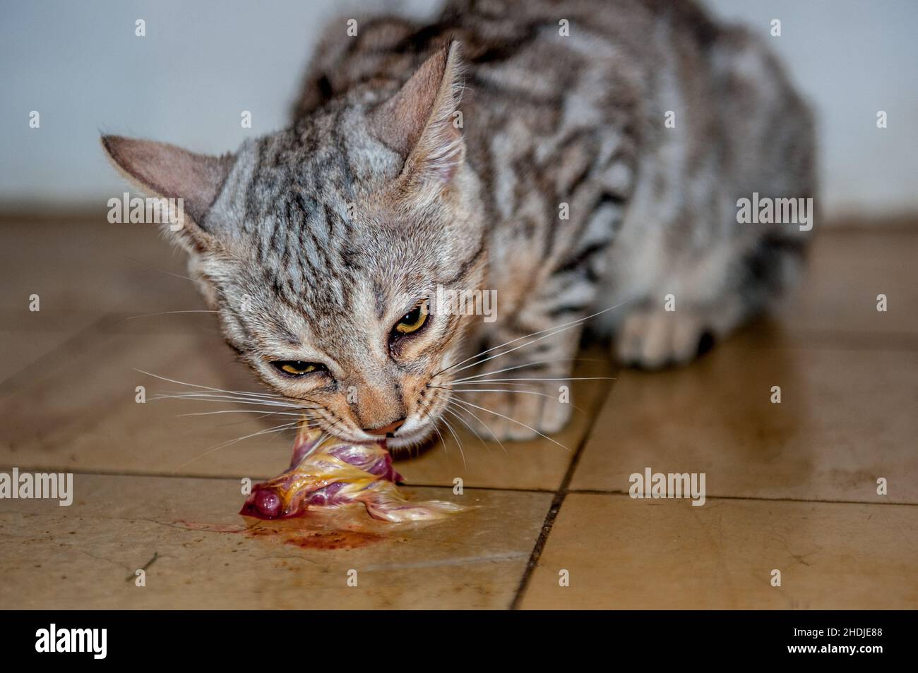 leopard cat, prey, leopard cats Stock Photo - Alamy